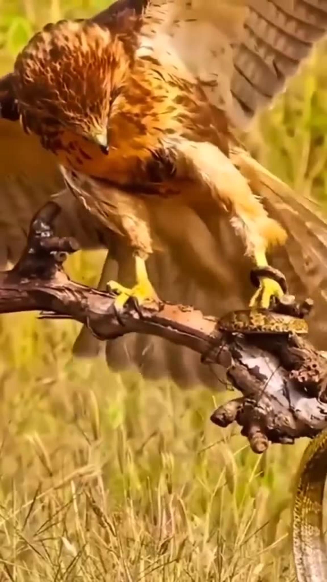 Hawk the hunter - One News Page VIDEO