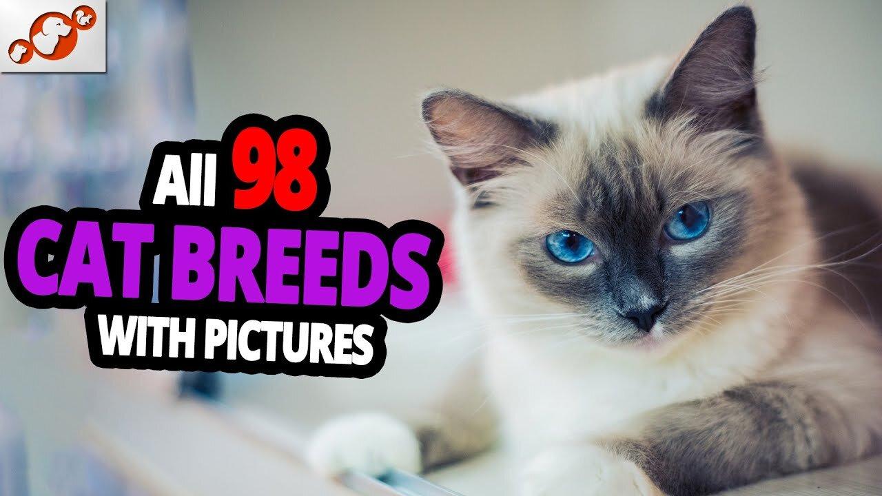 All Cat Breeds A-Z With Pictures! (all 98 breeds - One News Page VIDEO
