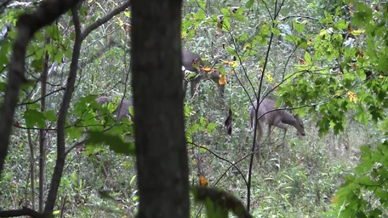 The First week of October - One News Page VIDEO