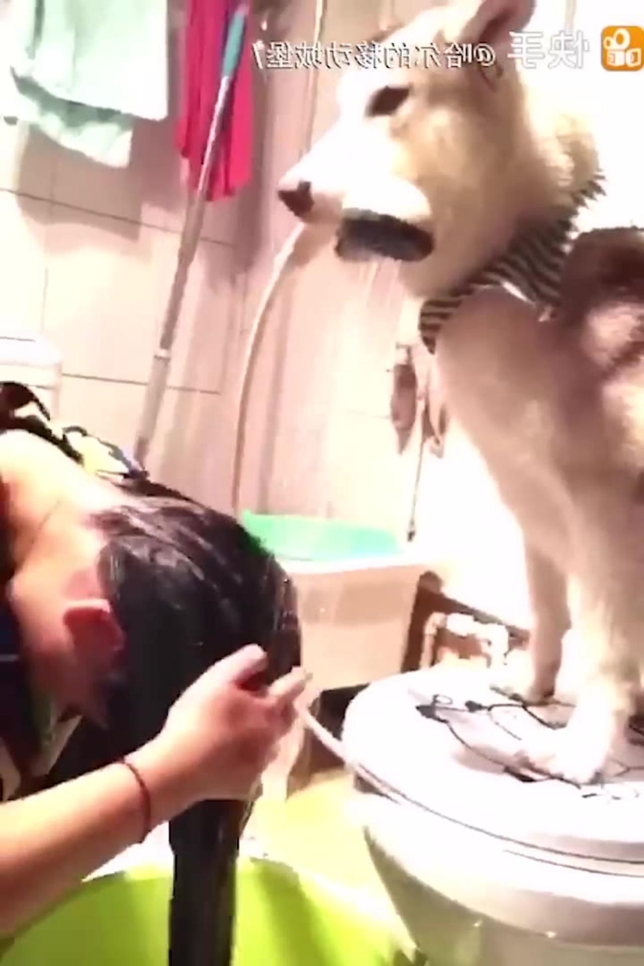 Funniest Cats and Dogs Funny Animal Videos - One News Page VIDEO