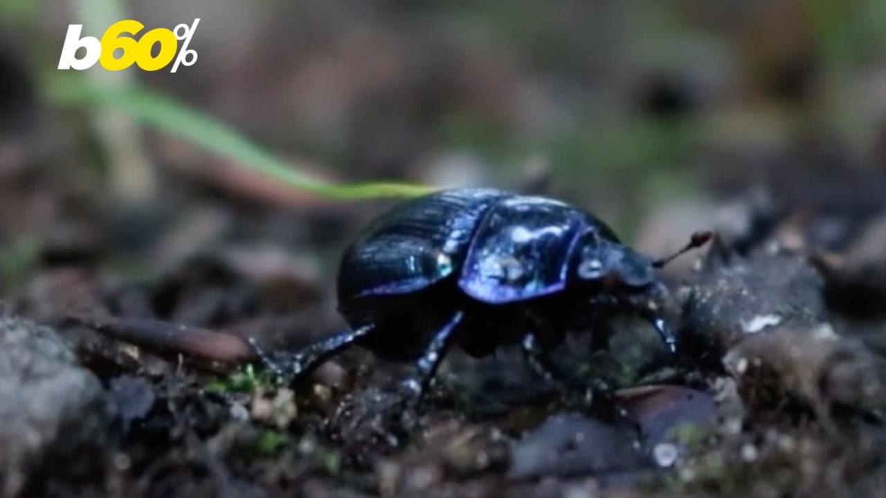 The Average Homeowner Encounters Bugs 5 Times A - One News Page VIDEO