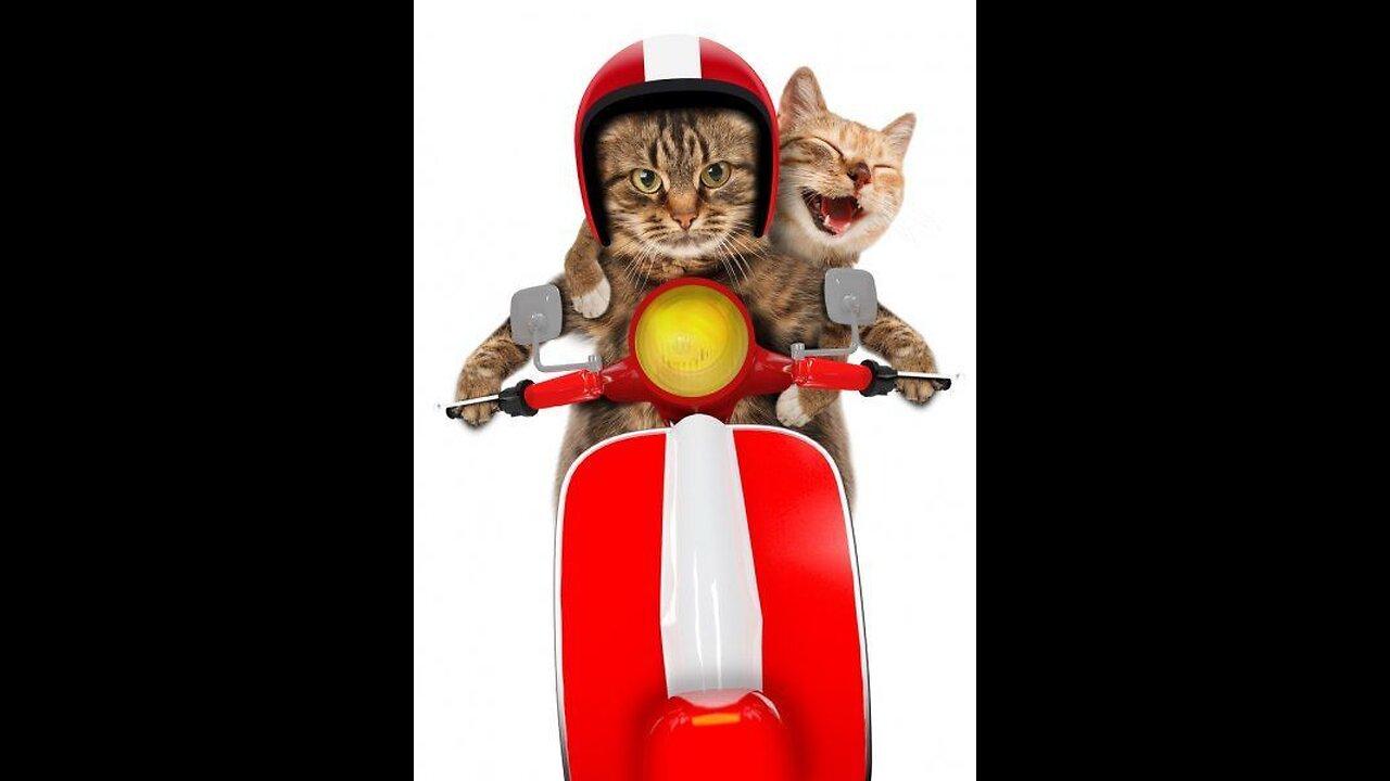 Funniest Animals 2023 - Funniest Cats and Dogs - One News Page VIDEO