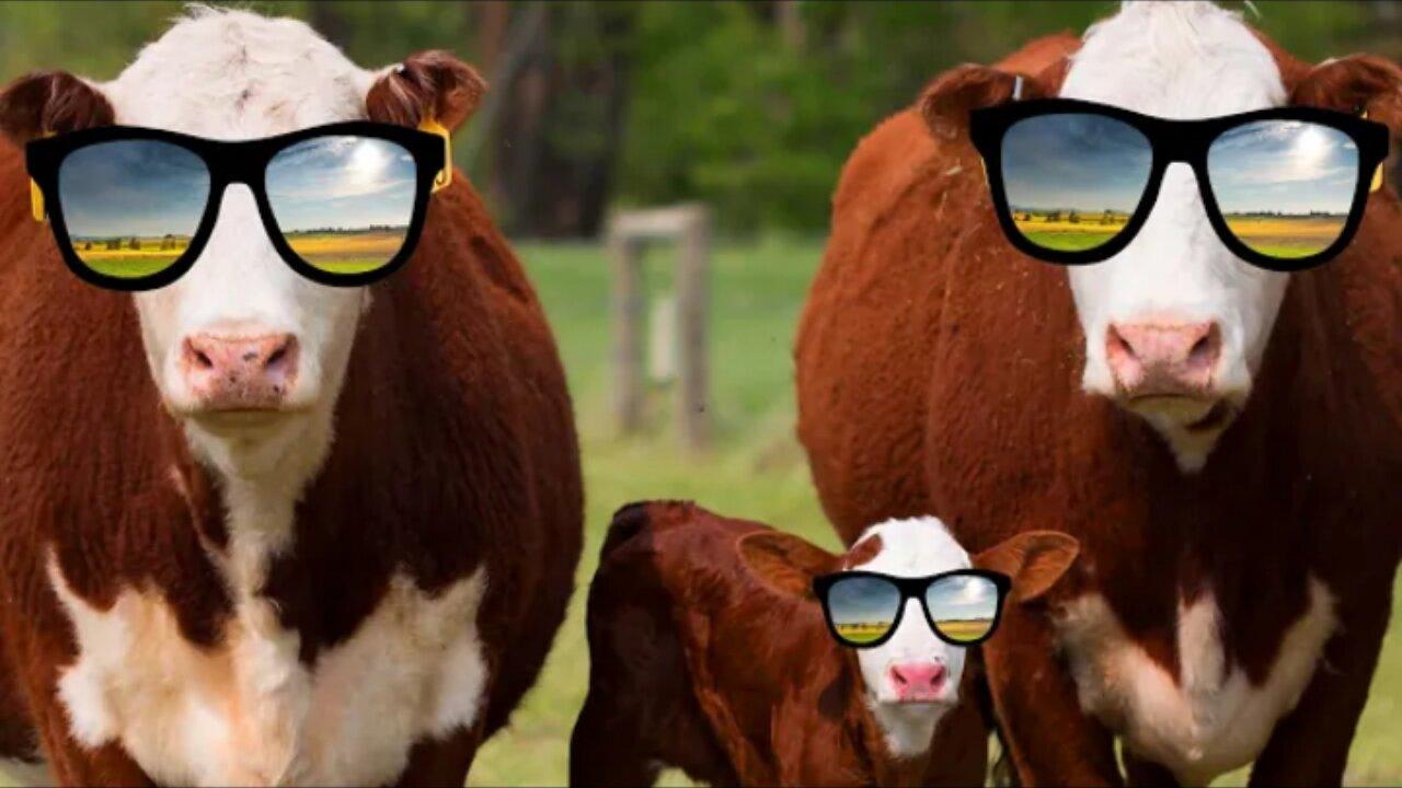 FUNNY COW DANCE 2 │ Cow Dance Song & Cow - One News Page VIDEO