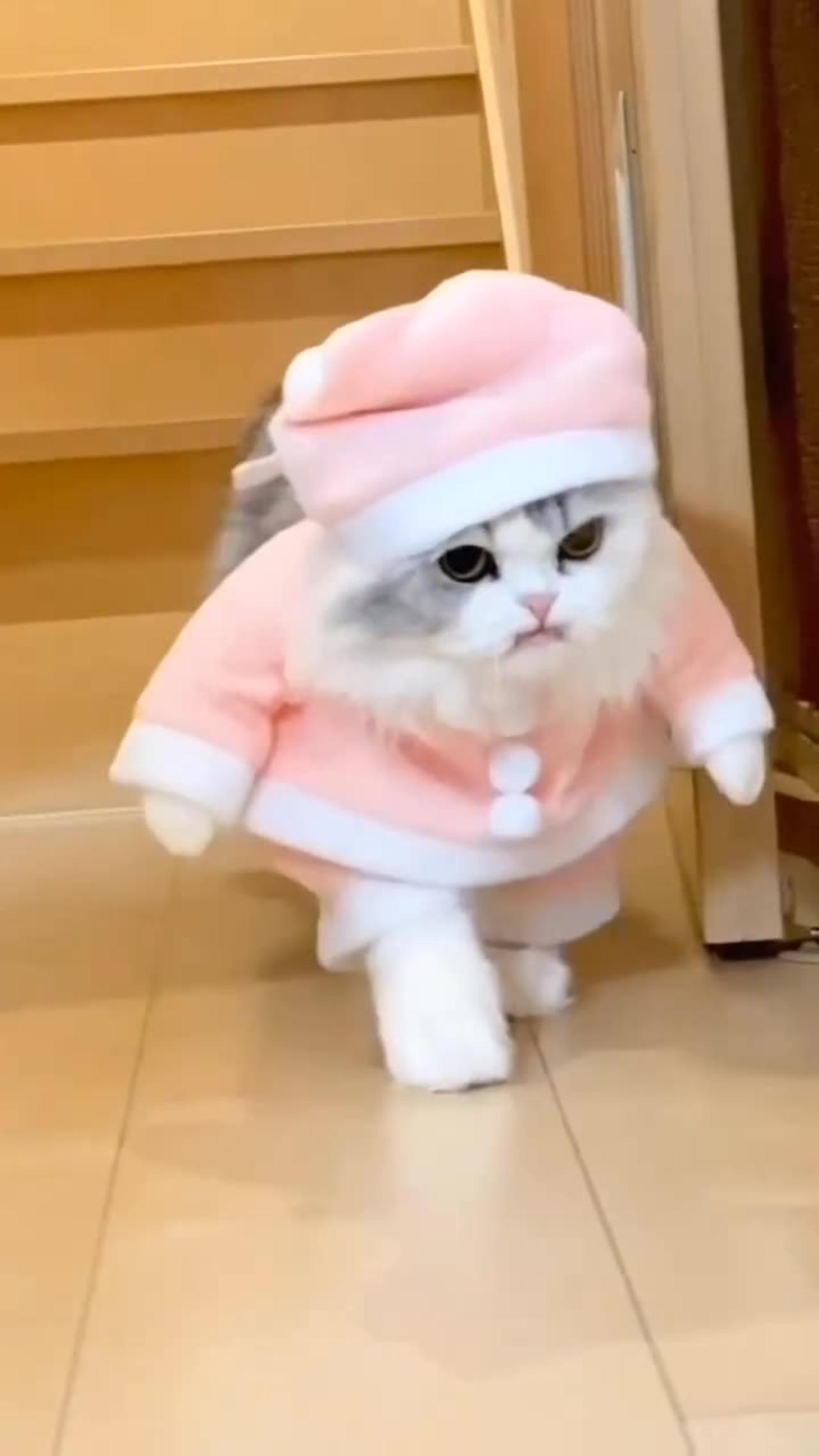 Cute cat video - One News Page VIDEO