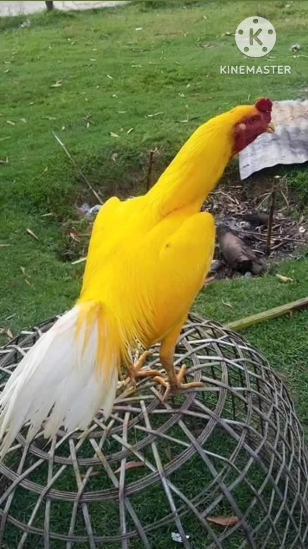 Asil Rooster Type Peacocks and Ducks - One News Page VIDEO