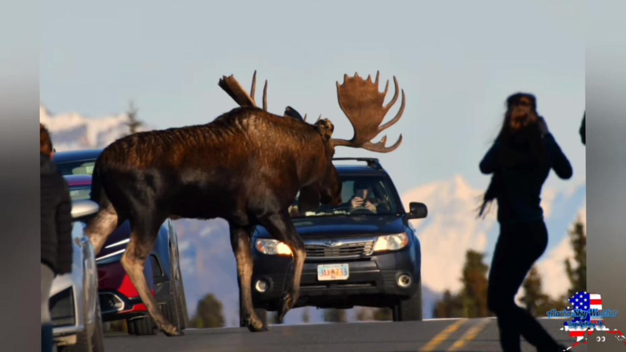 Moose causes traffic jam at Denali National - One News Page VIDEO