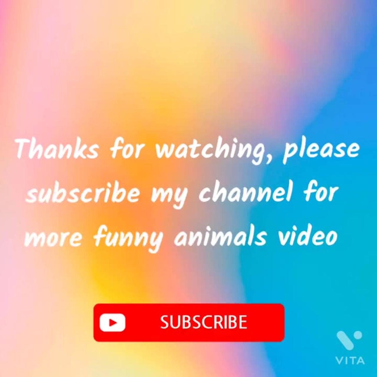 Roaring with Laughter: Funny Animals Video - One News Page VIDEO