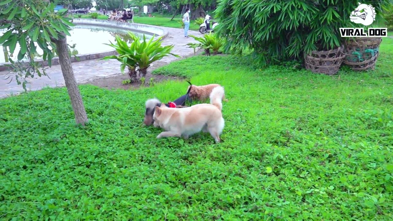 Funny Dogs And Puppies Life 4K Quality Video - One News Page VIDEO