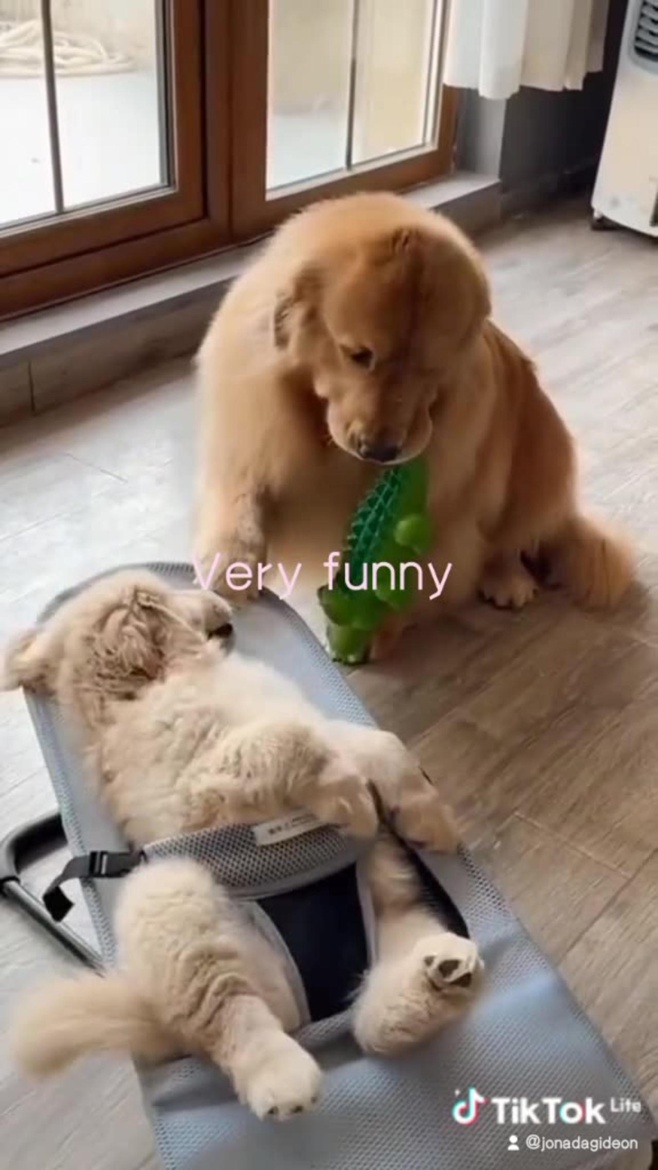 Funny pets - One News Page VIDEO