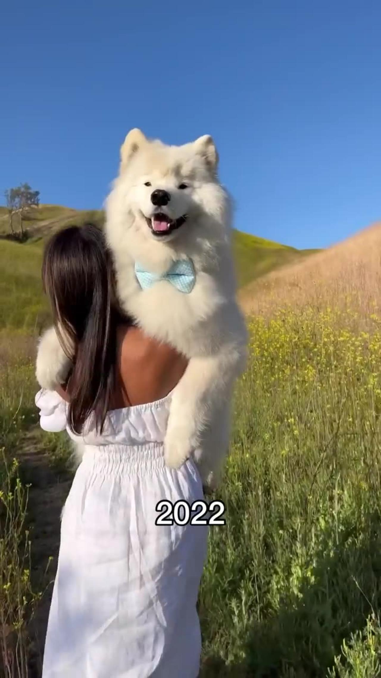 Cute dog status video - One News Page VIDEO