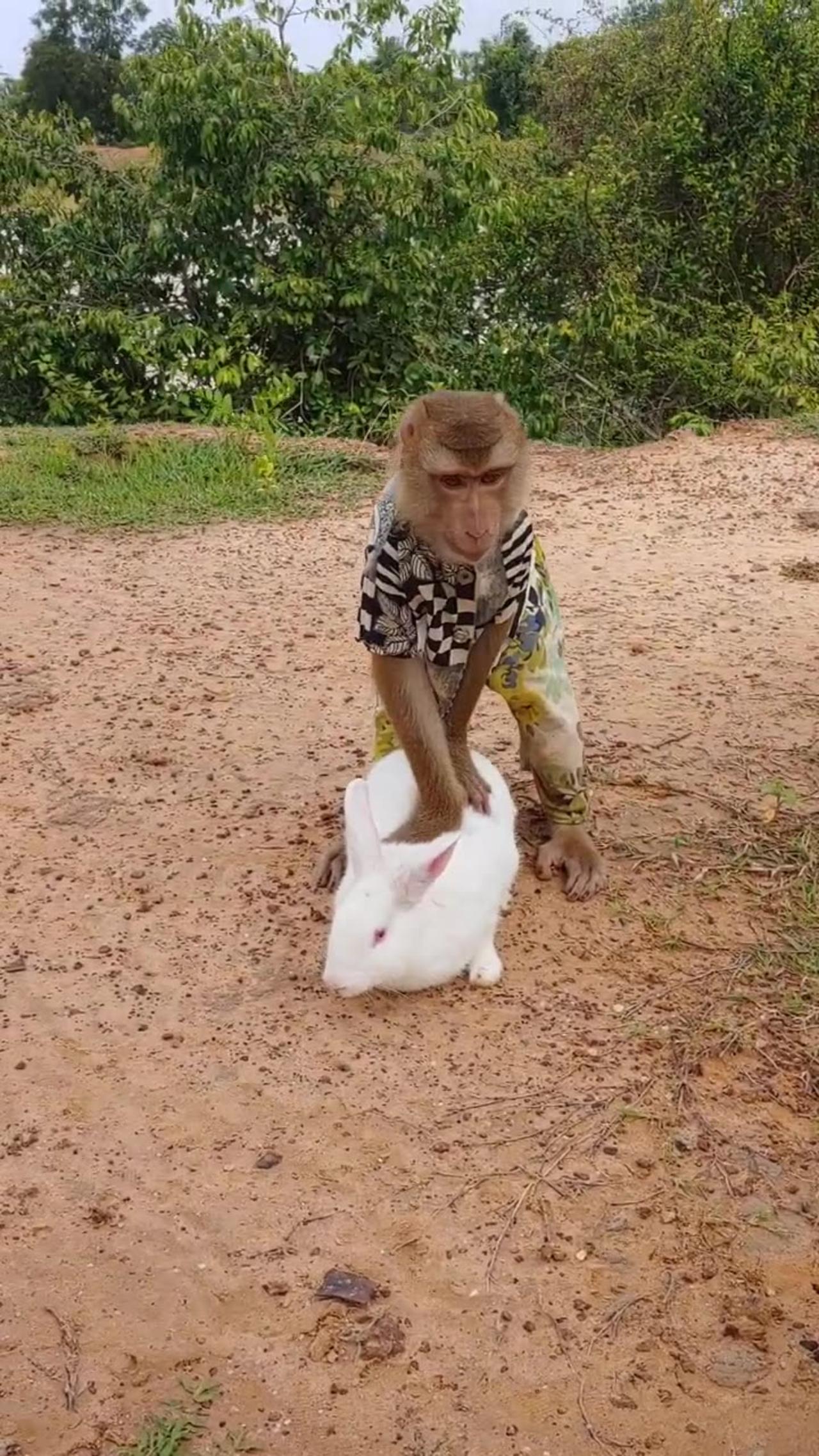 Smart monkey - One News Page VIDEO