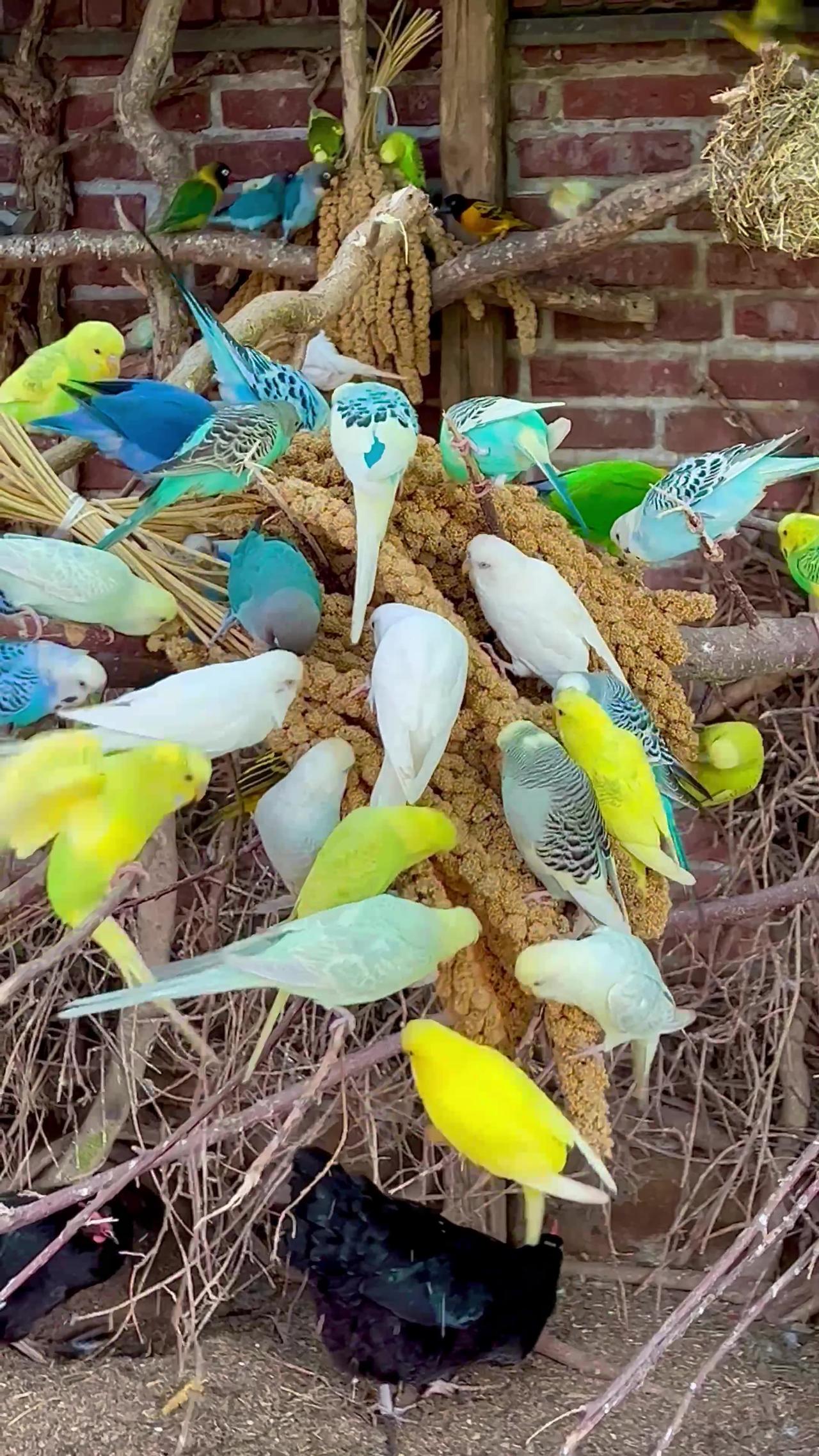 Budgies Lovebirds Java Sparrows Chickens One News Page Video