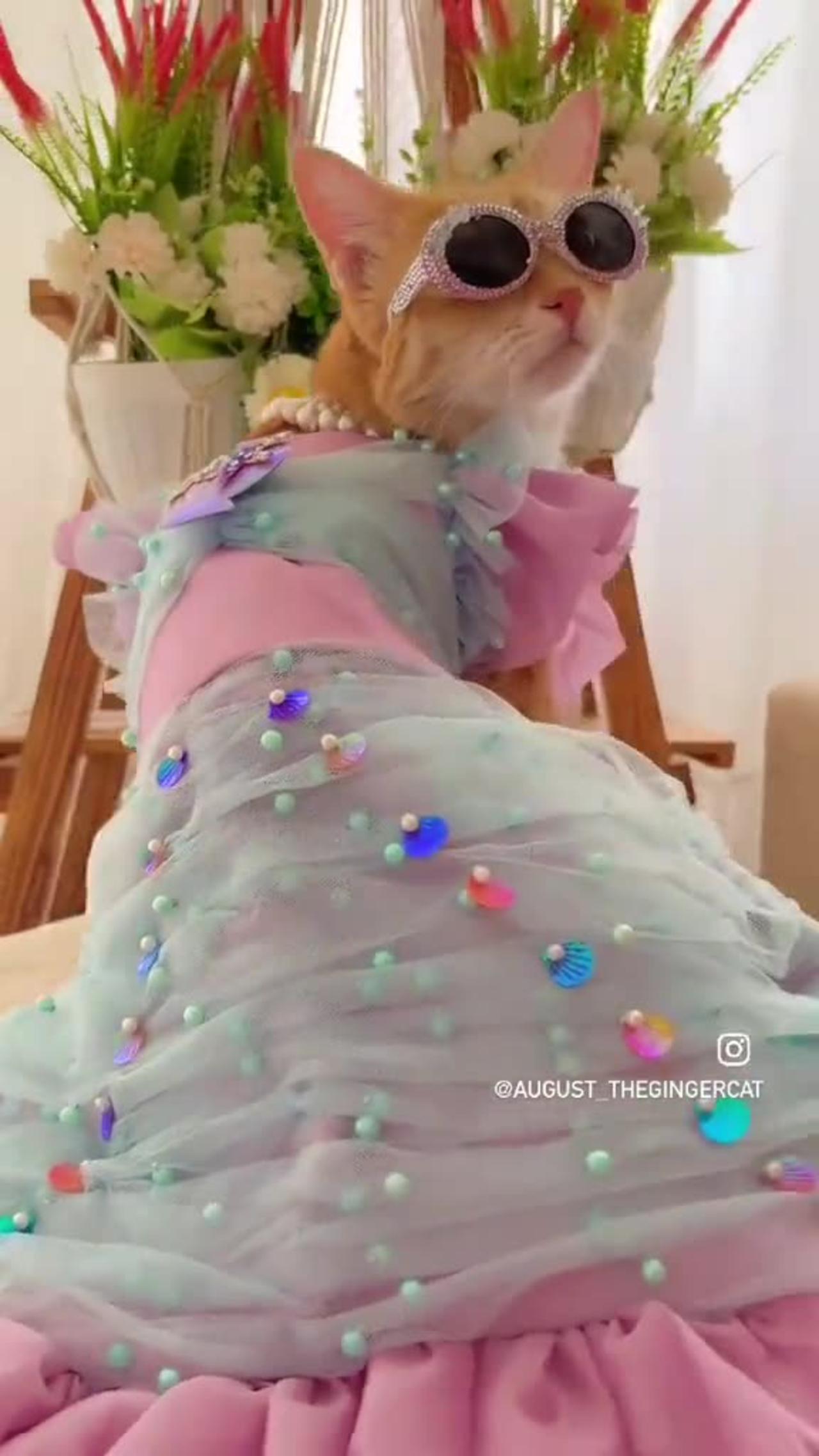 Beautiful cat - One News Page VIDEO