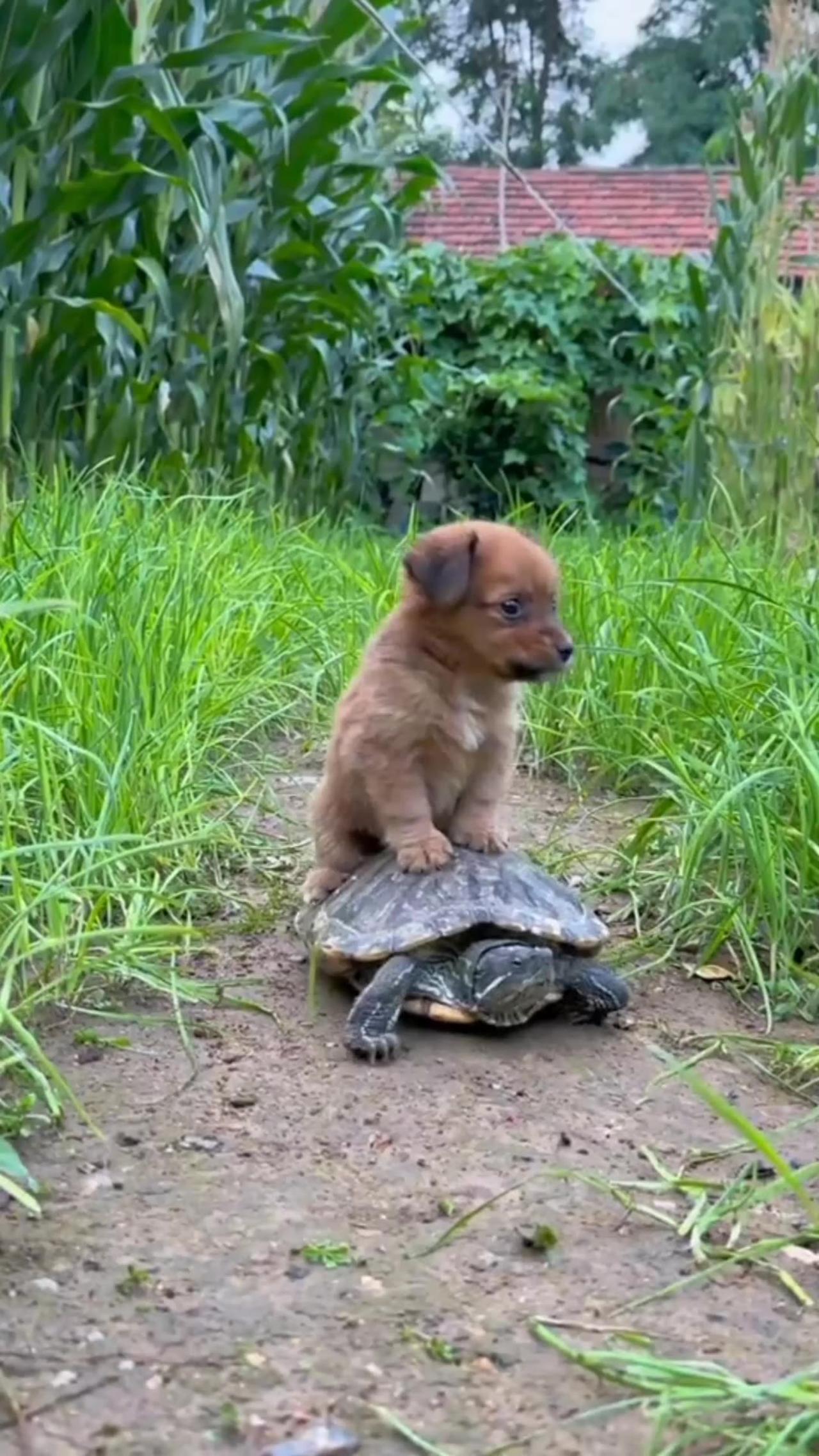 Funny Dog One News Page VIDEO