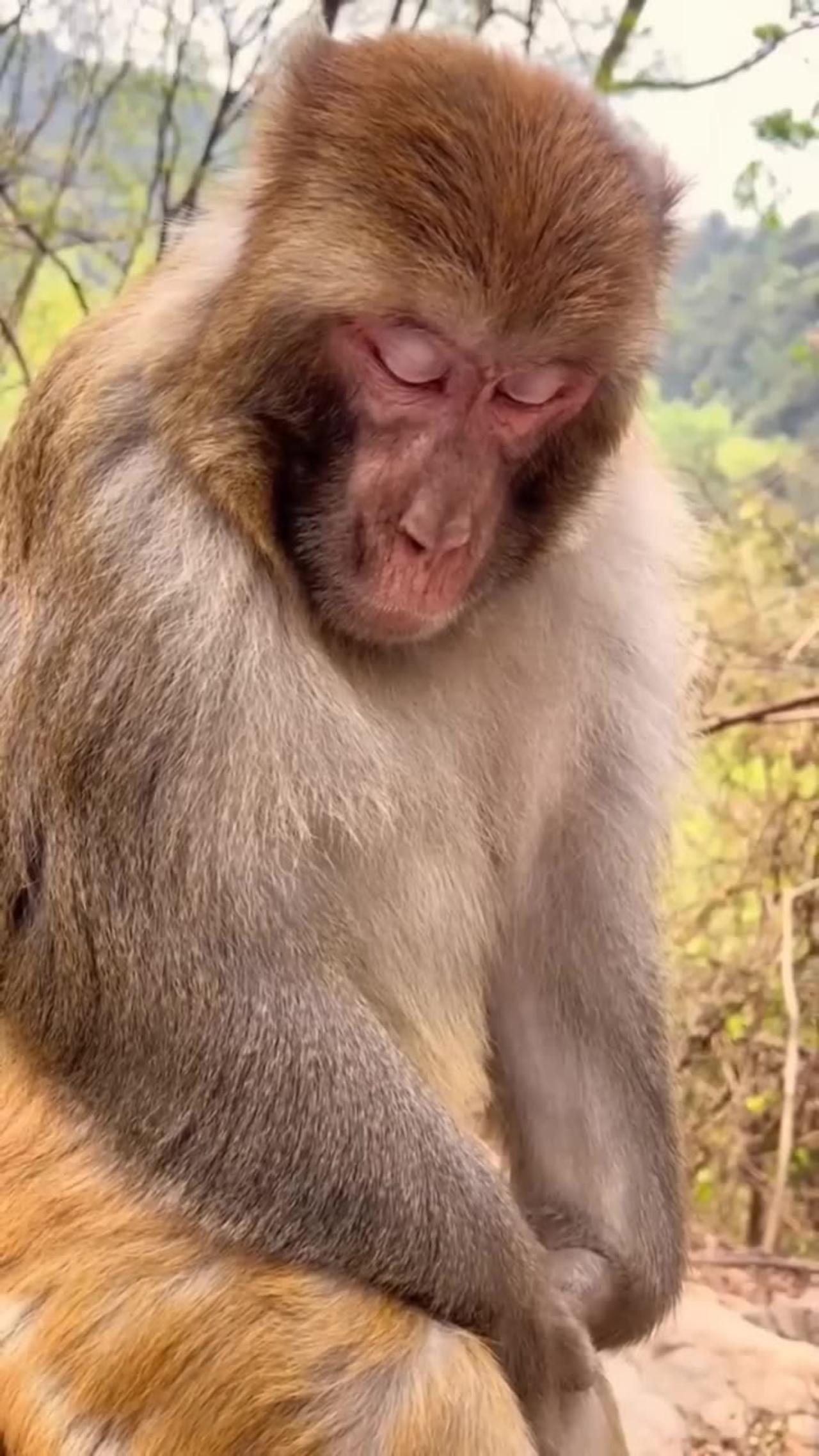 Monkey sleeping but snoring louder than humans - One News Page VIDEO