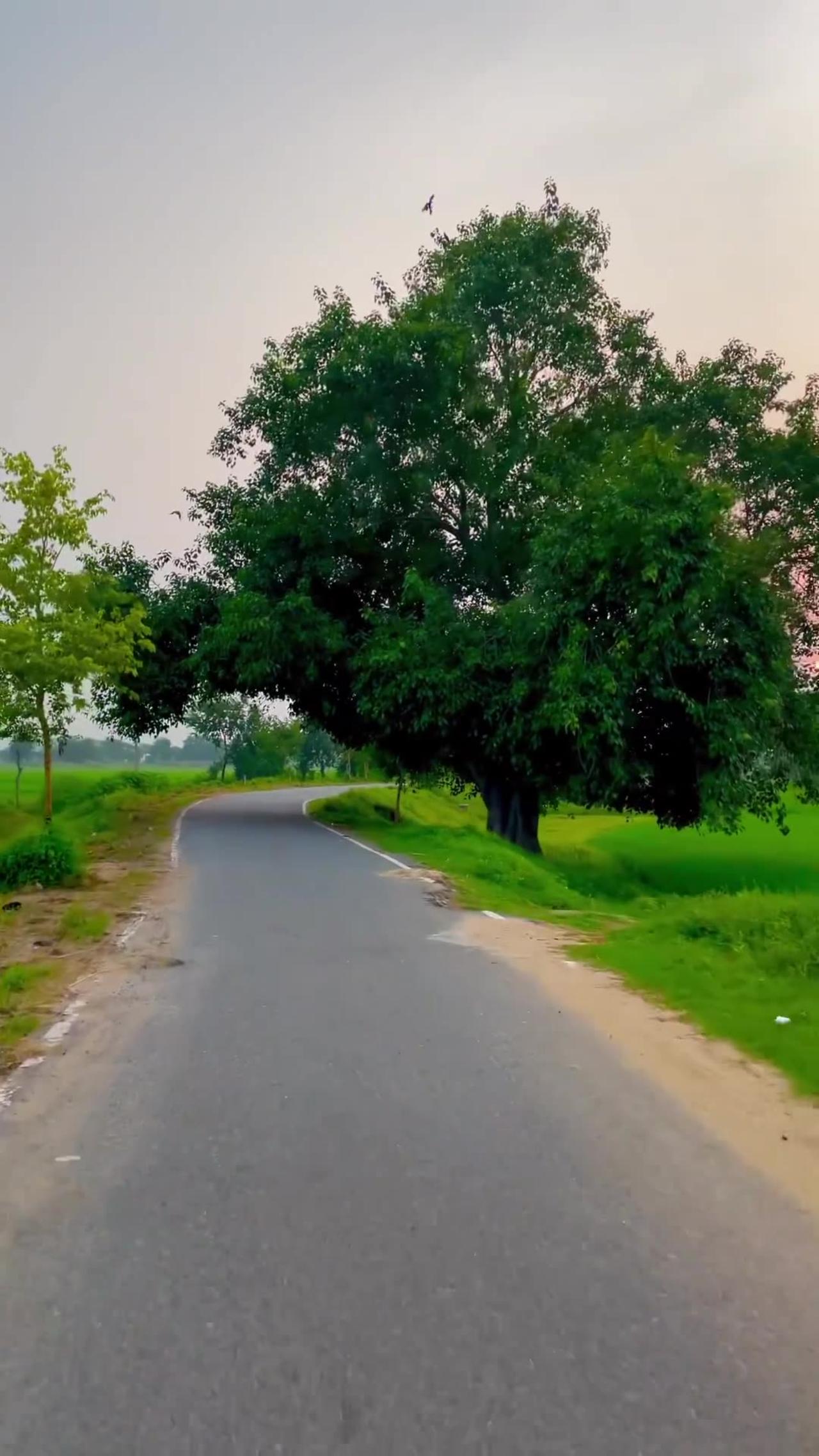 Beautiful village morning view - One News Page VIDEO