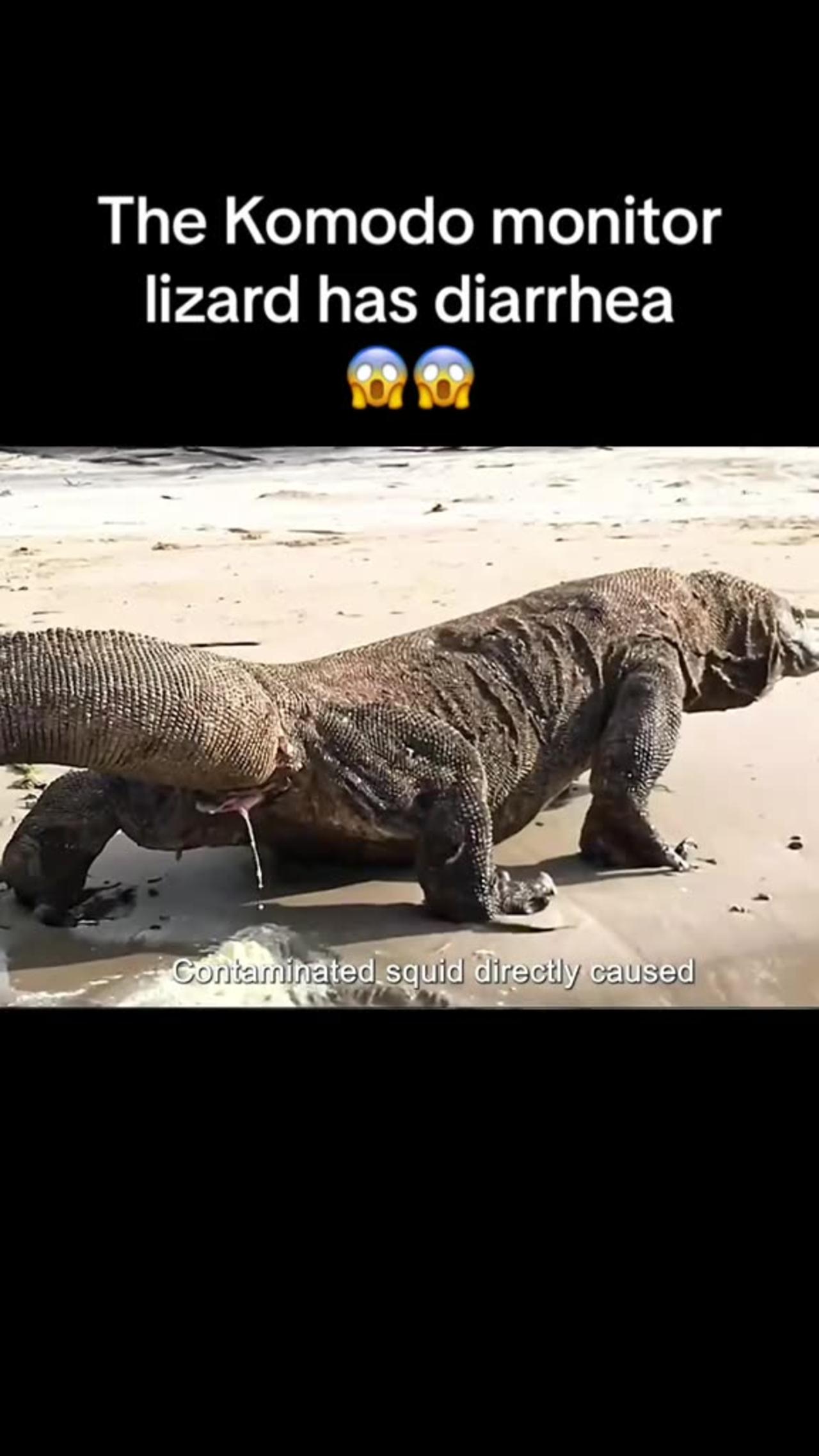 The Komodo lizard has diarrhea - One News Page VIDEO