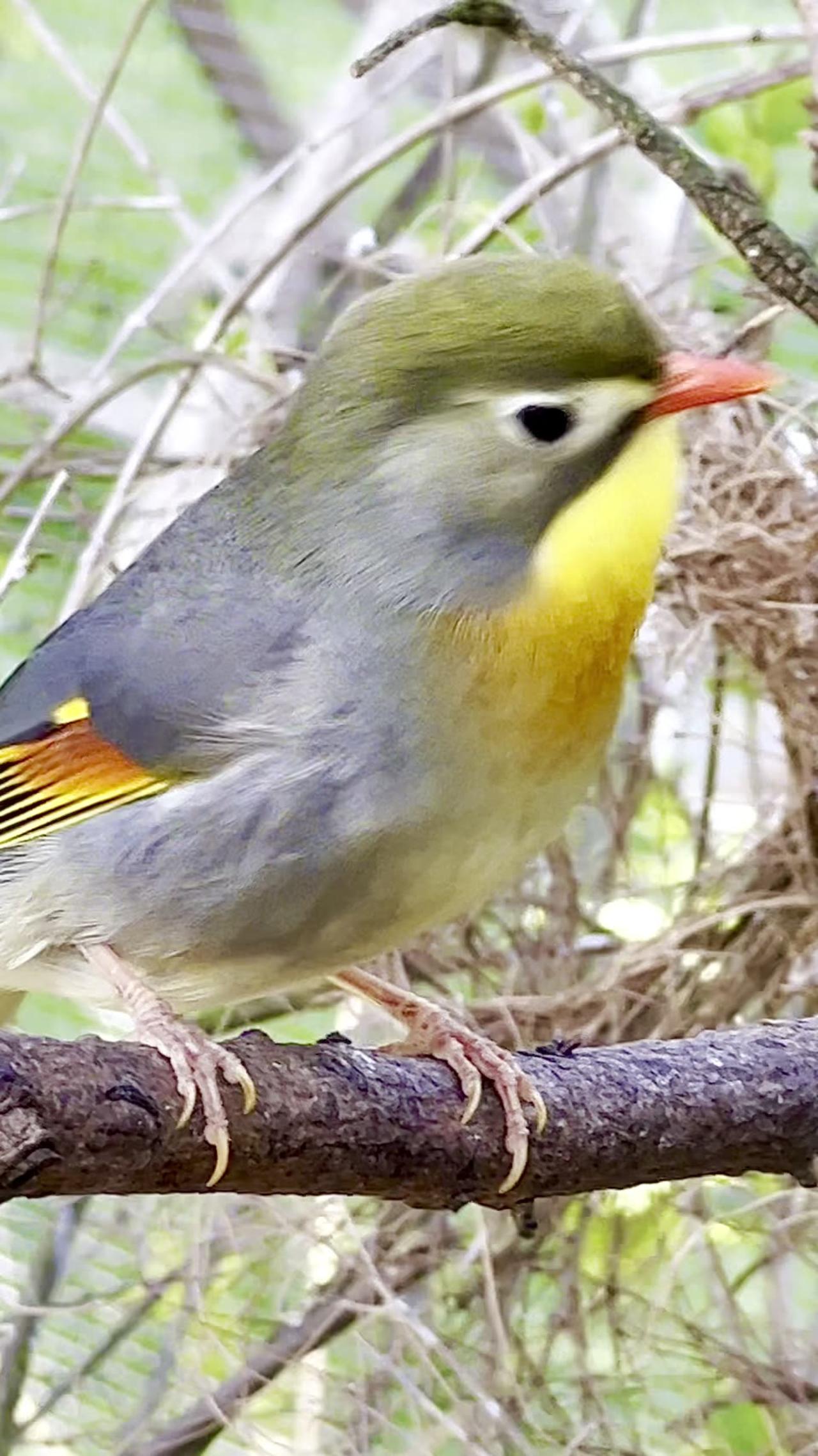 chinese nightingale singing - bird song. Pekin - One News Page VIDEO