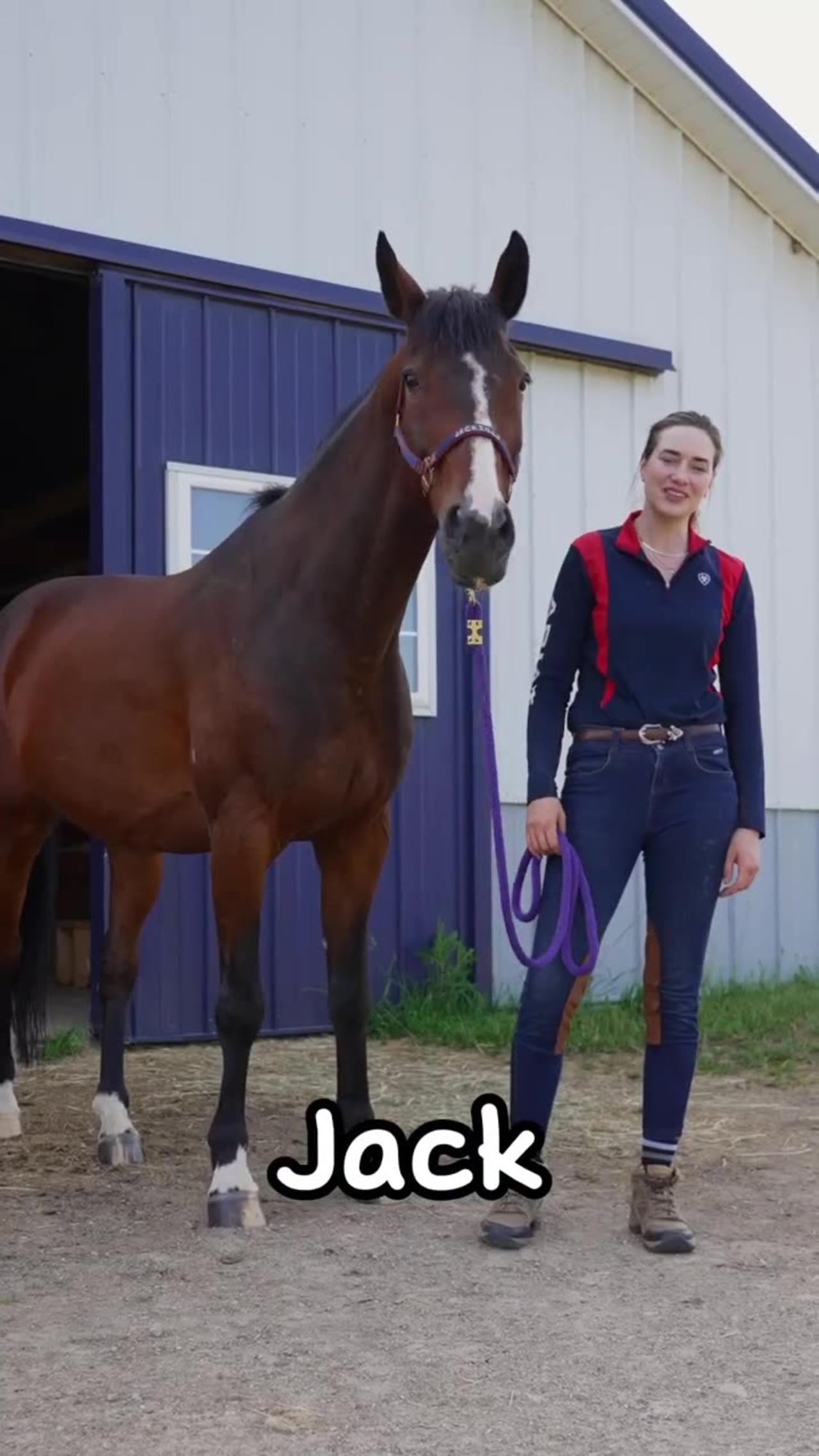 Guess the horse breeds - One News Page VIDEO
