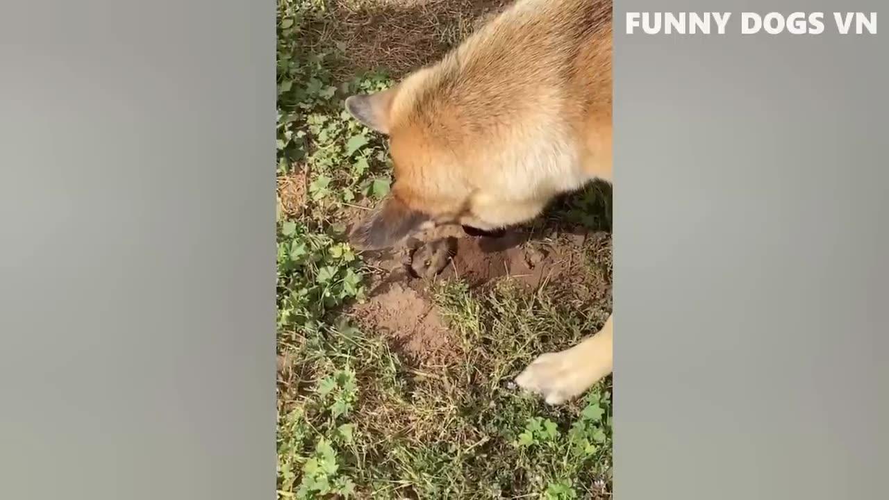 Funniest Animals Video - Funny Dogs And Cats - - One News Page VIDEO