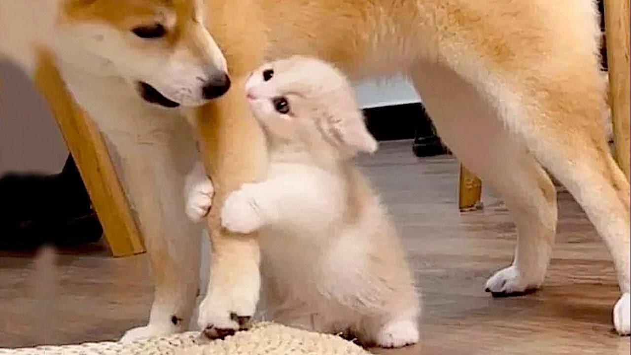 The funniest animals / Jokes with cats and dogs - One News Page VIDEO