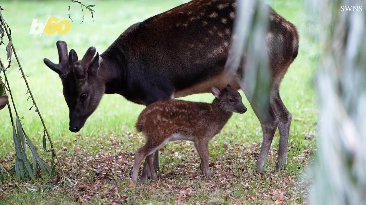 Check Out this Ultra-Rare Spotted Deer Born at - One News Page VIDEO
