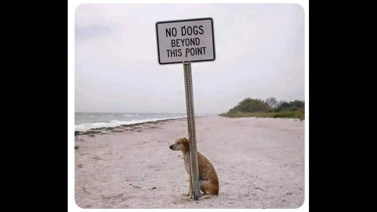 #724 NO DOGS BEYOND THIS POINT LIVE FROM PROC - One News Page VIDEO