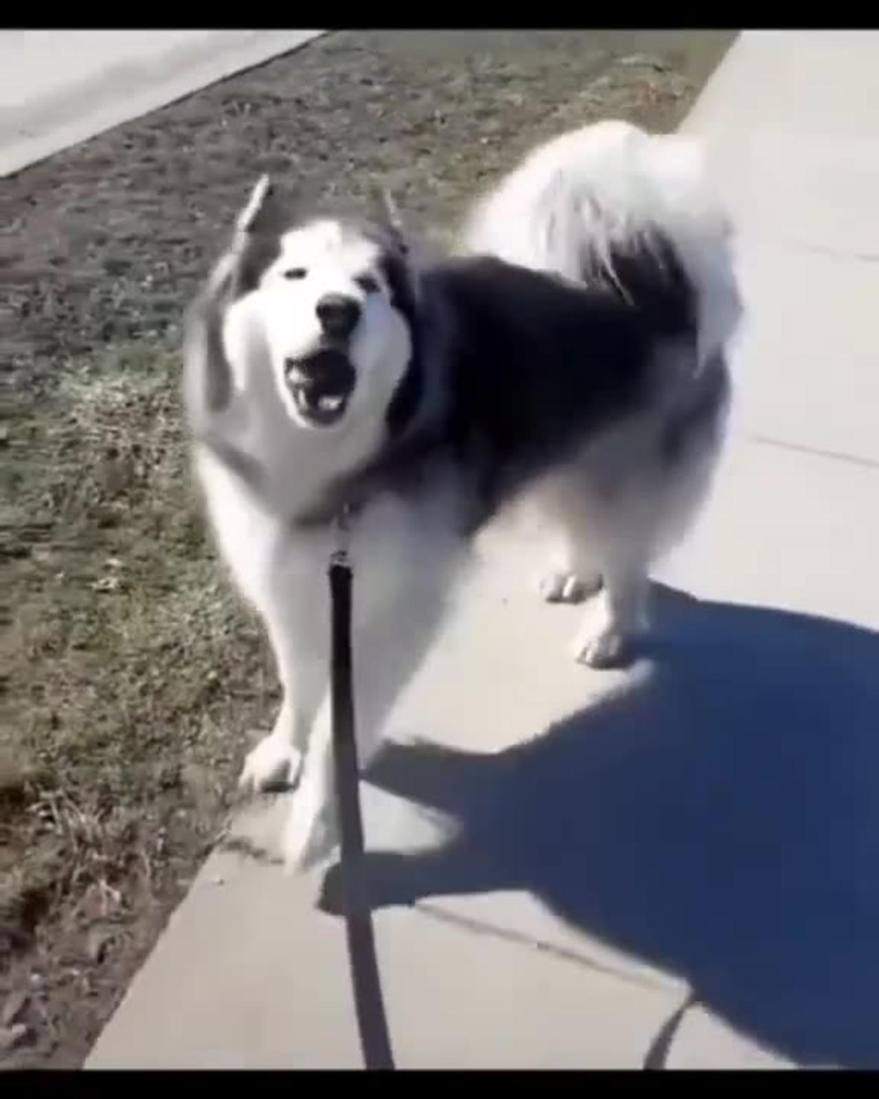 Can't Stop Laughing: Cats and Dog's - One News Page VIDEO