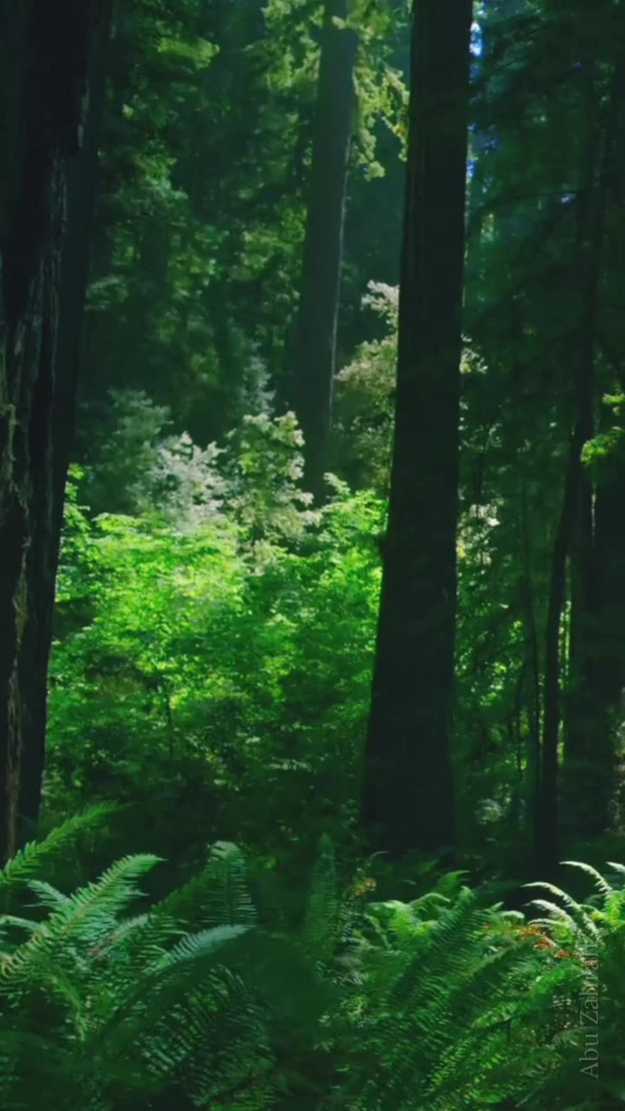 Admire the beauty of nature, for it is a - One News Page VIDEO