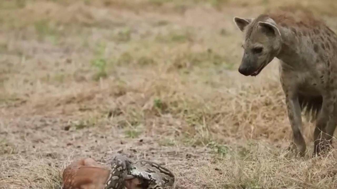 The Hyena, Impala and Python - One News Page VIDEO