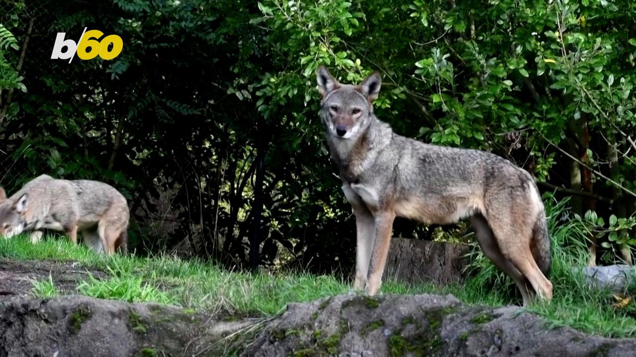 Endangered Red Wolves Receive Dental Treatment - One News Page VIDEO