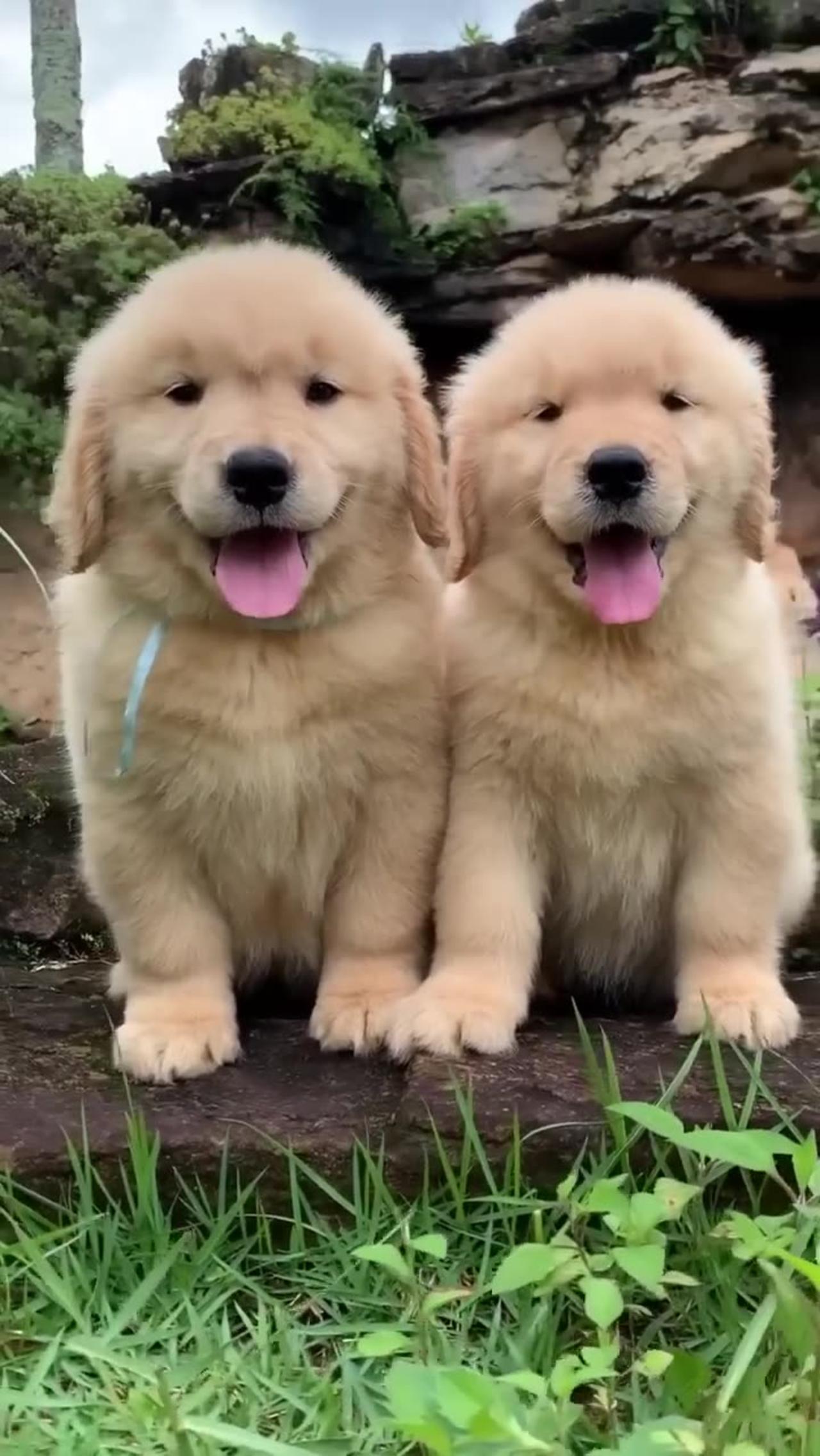 fluffy golden retriever puppies - One News Page VIDEO