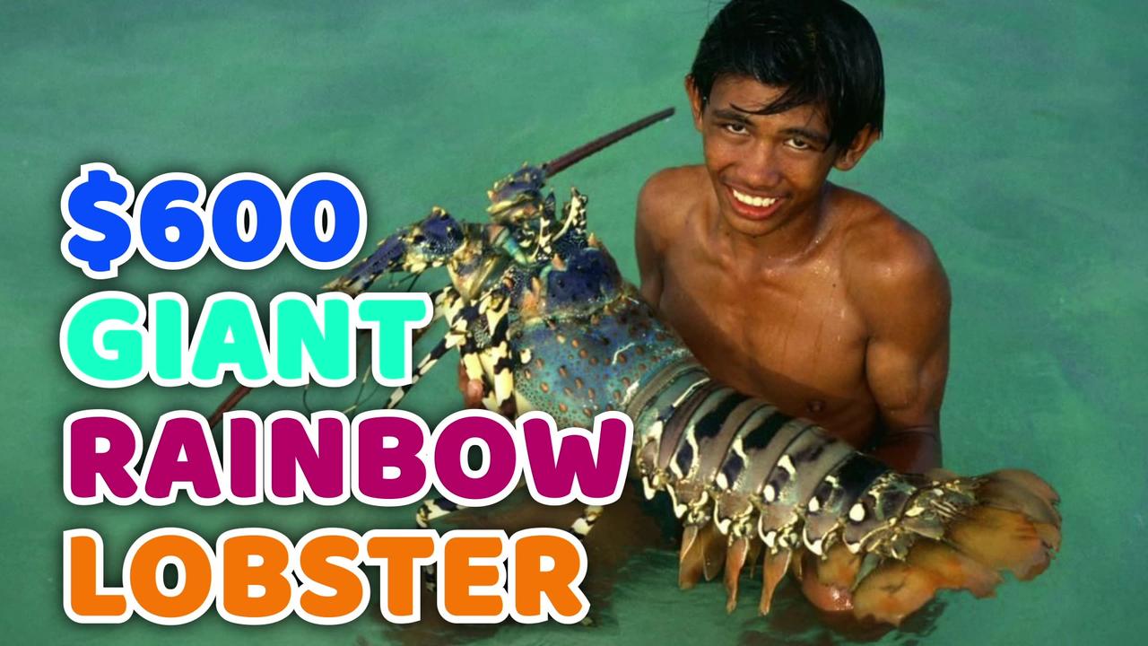 $600 GIANT RAINBOW LOBSTER Sashimi Japan Seafood - One News Page VIDEO