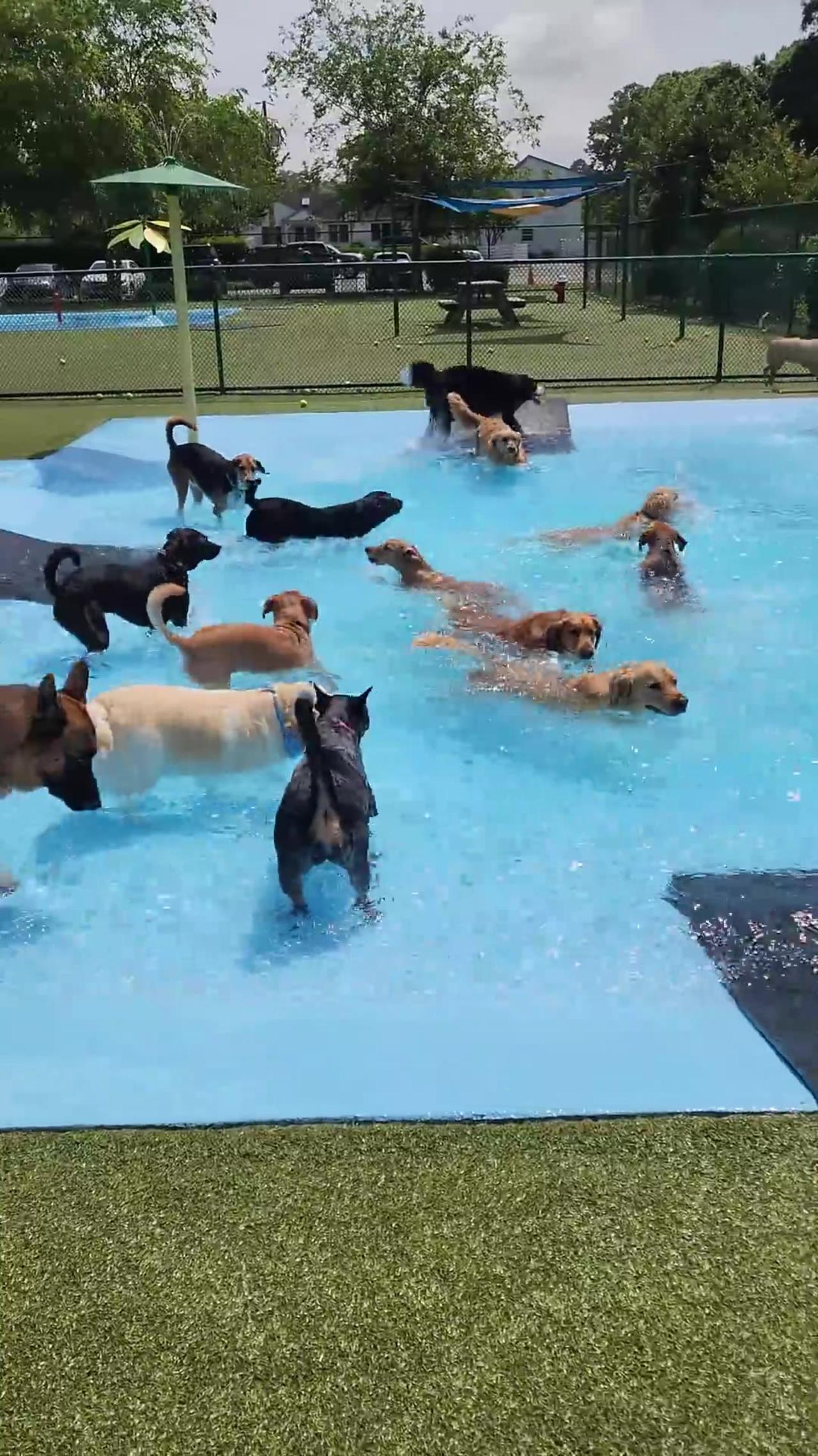 Pool of the Dogs - One News Page VIDEO