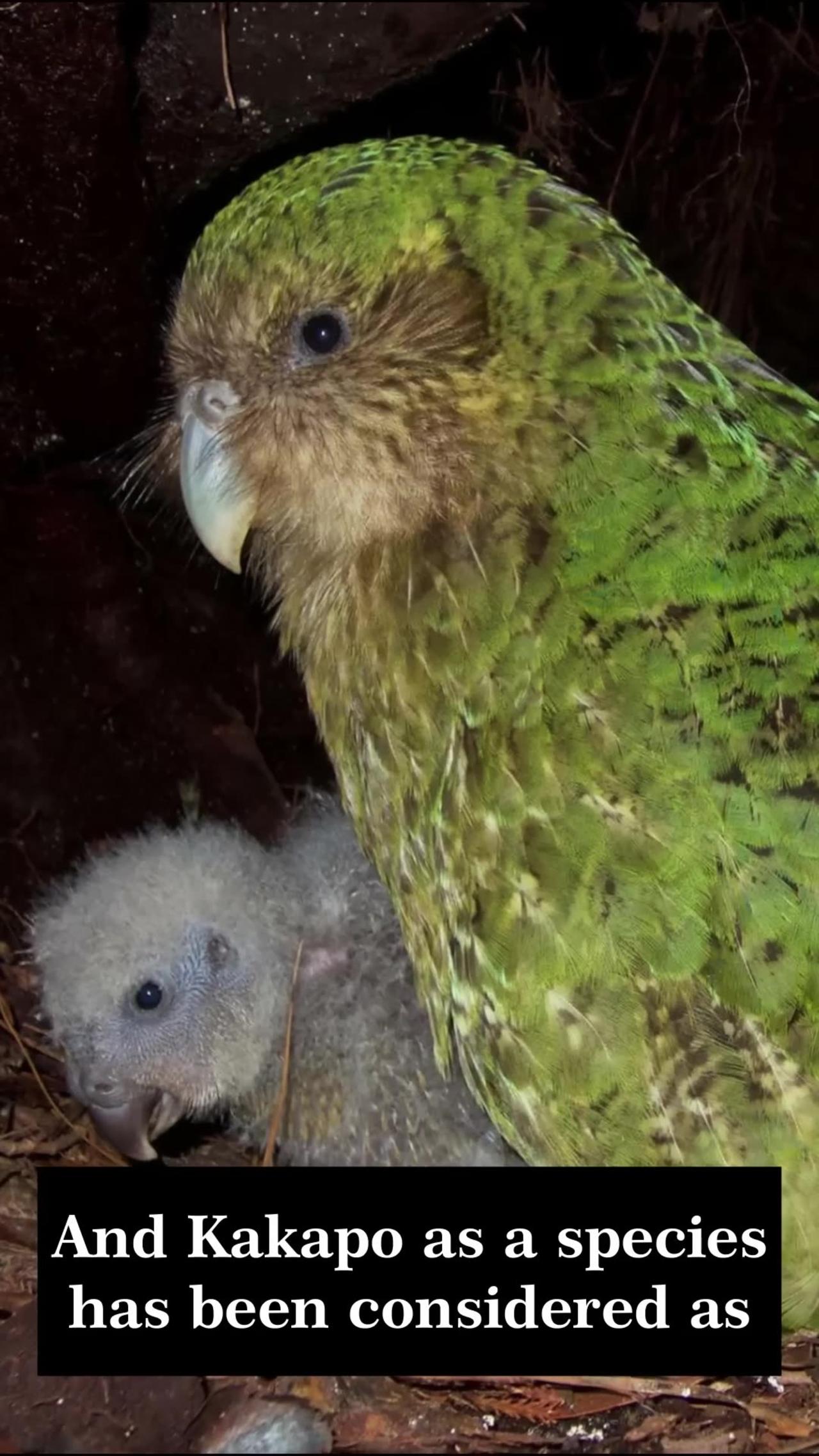 Kakapo - The Flightless Parrot - One News Page VIDEO