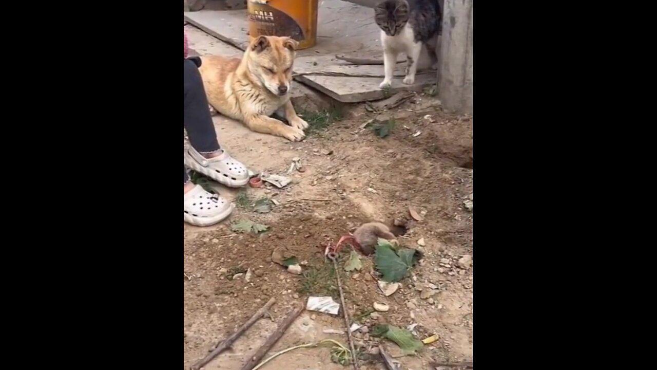 funny dog helping - One News Page VIDEO