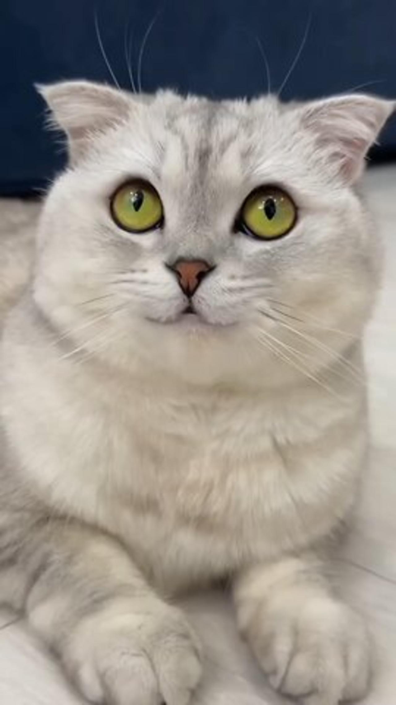MEOW #CAT - One News Page VIDEO