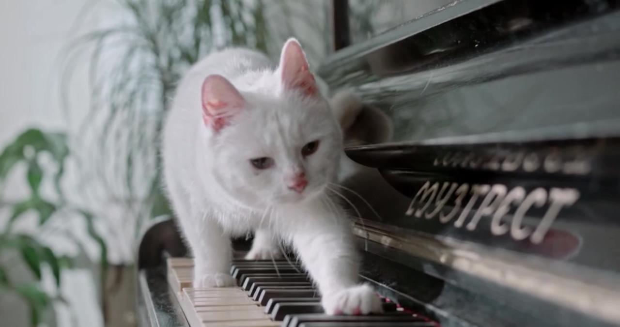 New Funny Animals # Funniest Cats and Dogs - One News Page VIDEO