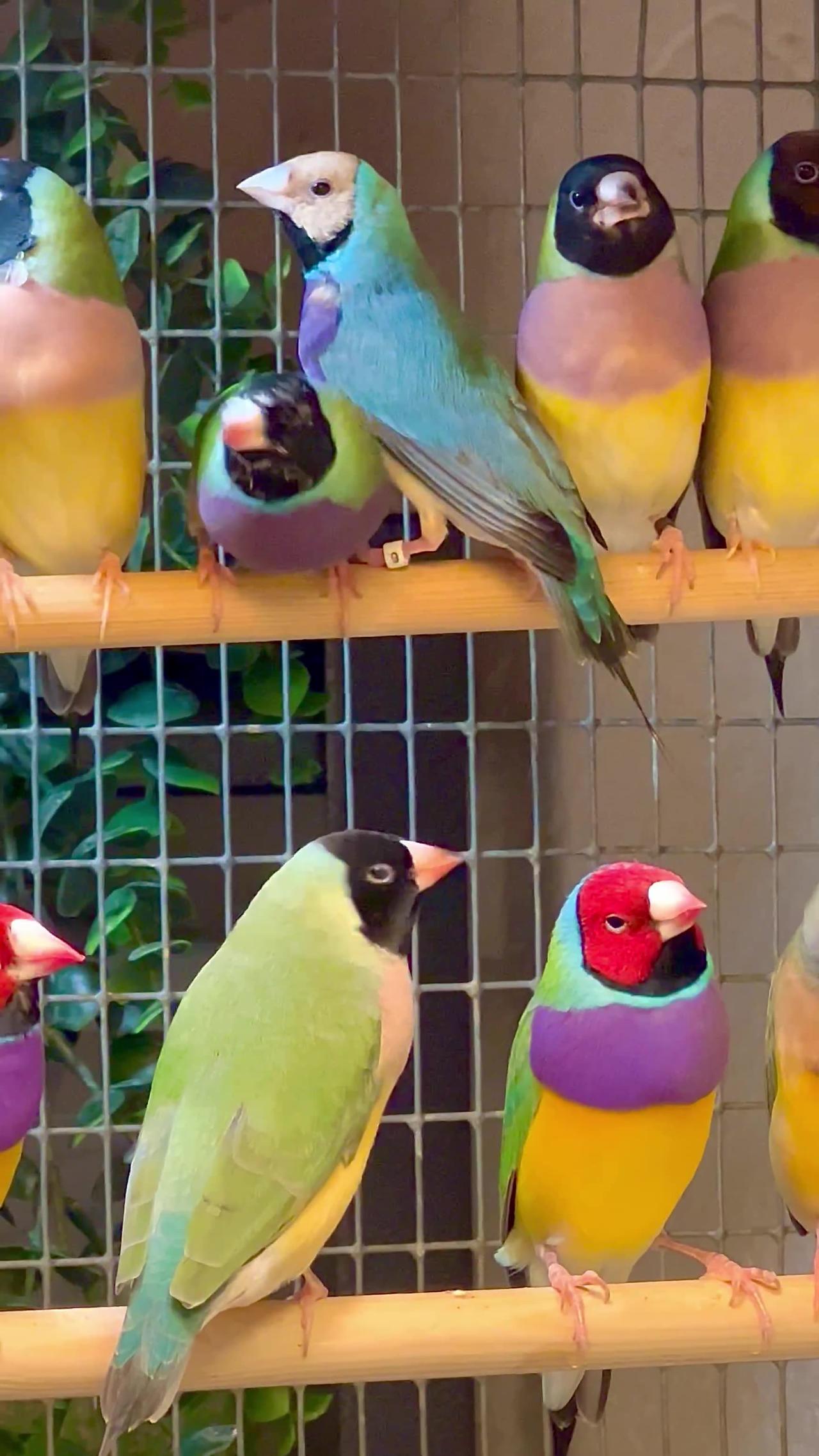 Gouldian Finch - before breeding starts | Aviary - One News Page VIDEO