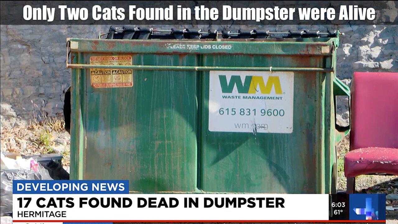 17 Cats Found Dead in Hermitage Dumpster. - One News Page VIDEO