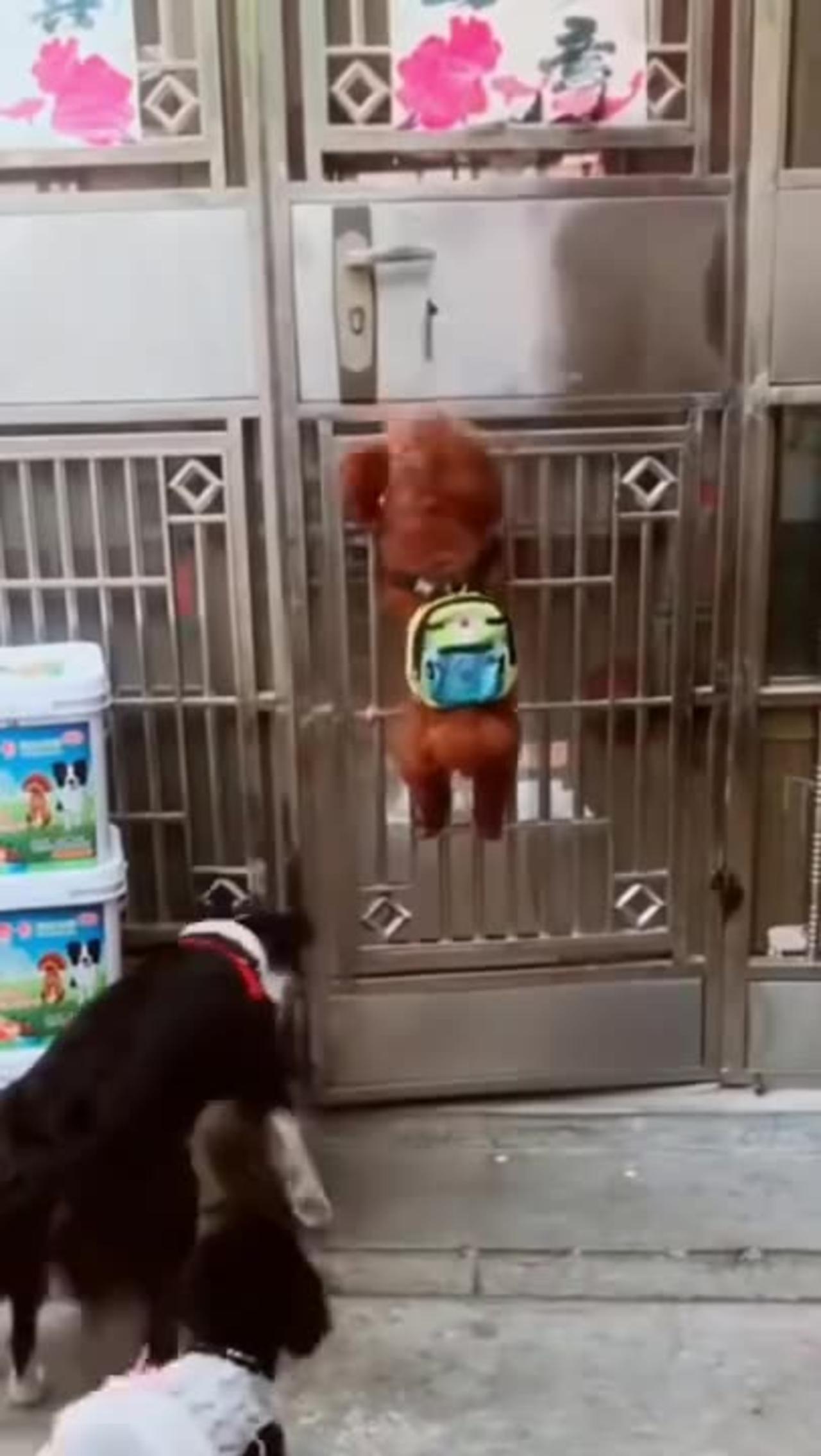 Funny Dog Videos Creative Commons No Copyrights - One News Page VIDEO