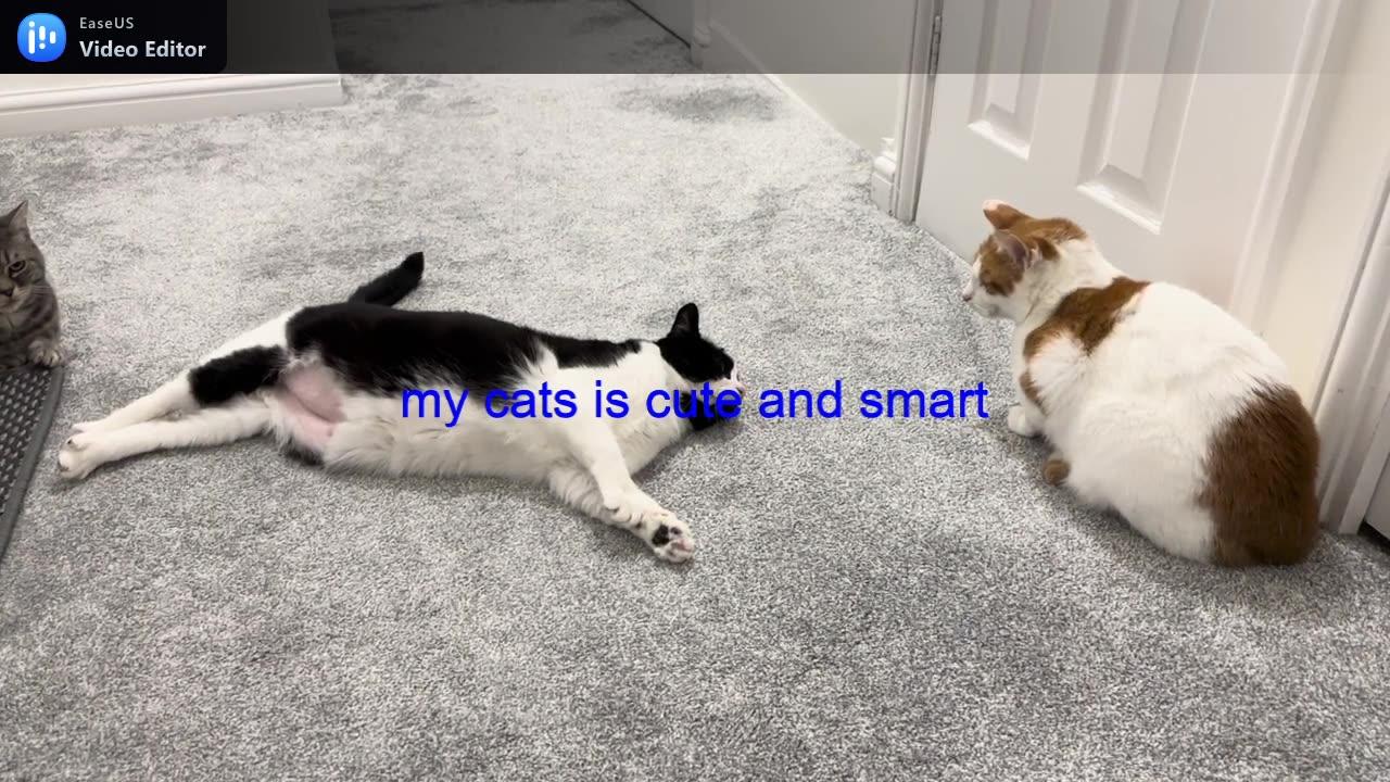 Cat Fight - One News Page VIDEO