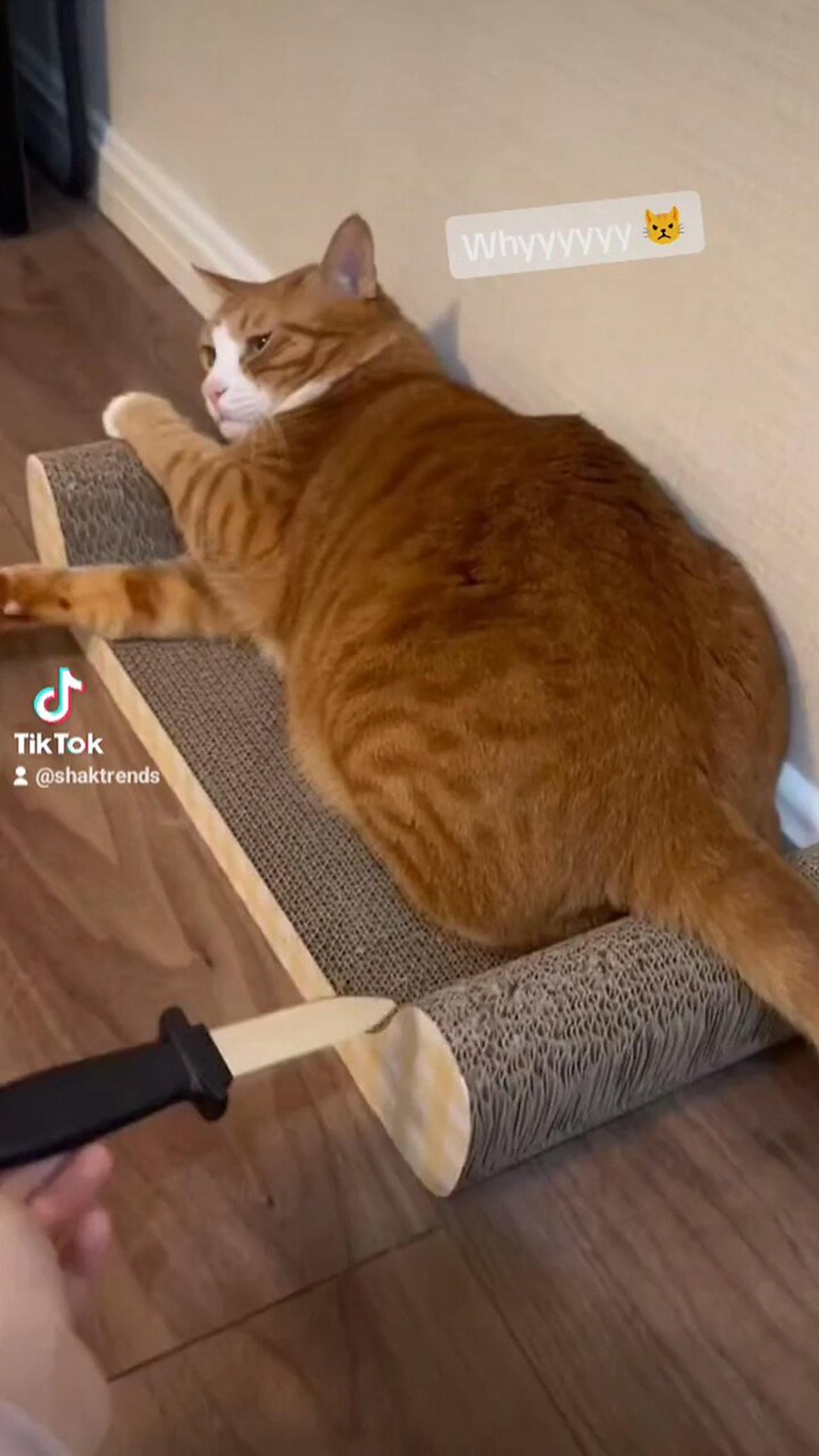 Whyyyyy? 😾 - One News Page VIDEO