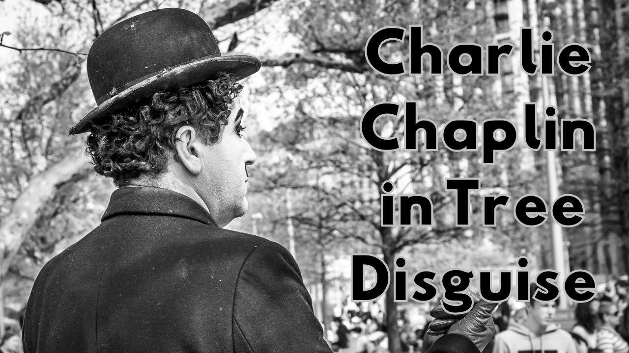Charlie Chaplin in Tree Disguise - Daring Rescue - One News Page VIDEO