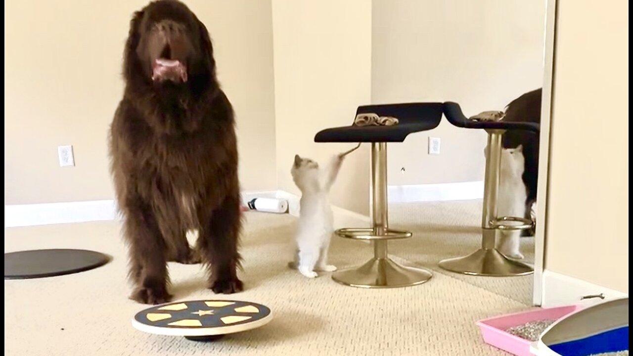 Giant Newfy, Cute Cavalier and Ragdoll Kitten - One News Page VIDEO