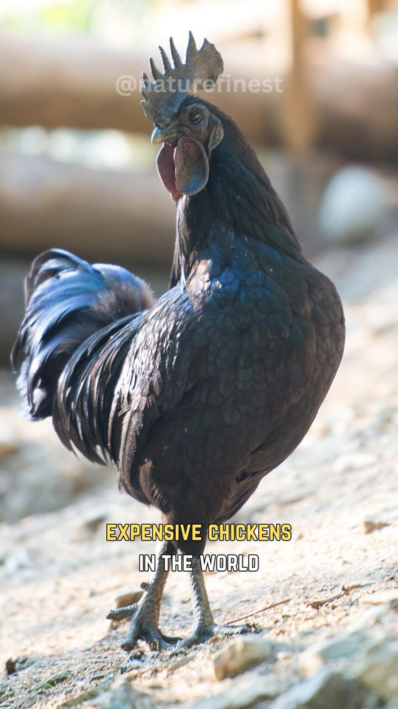 Ayam Cemani | Rare All Black Pricey Elegant - One News Page VIDEO