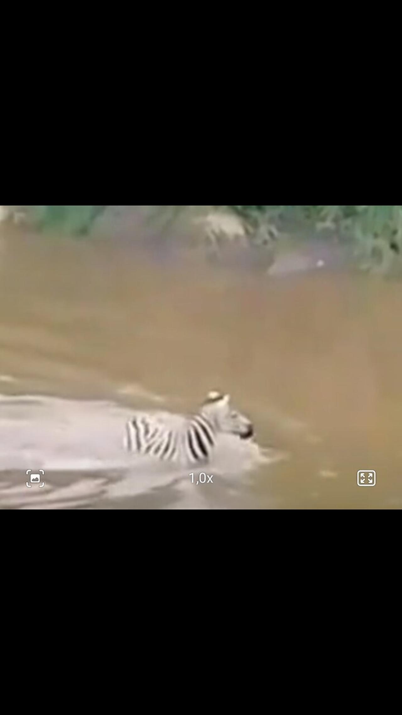 Can a zebra escape from being attacked - One News Page VIDEO
