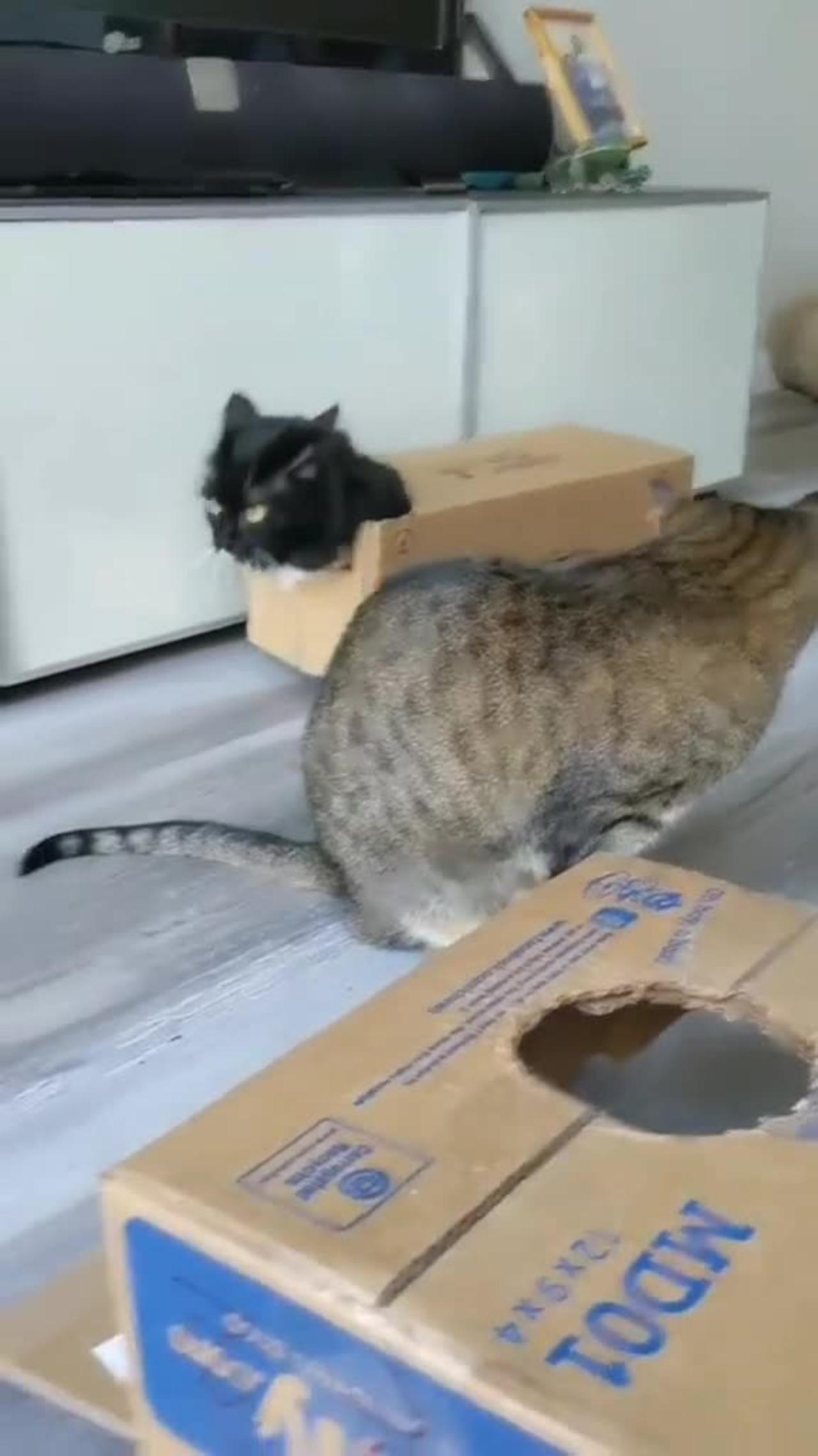 Cute Cats Video Compilation 104 One News Page Video