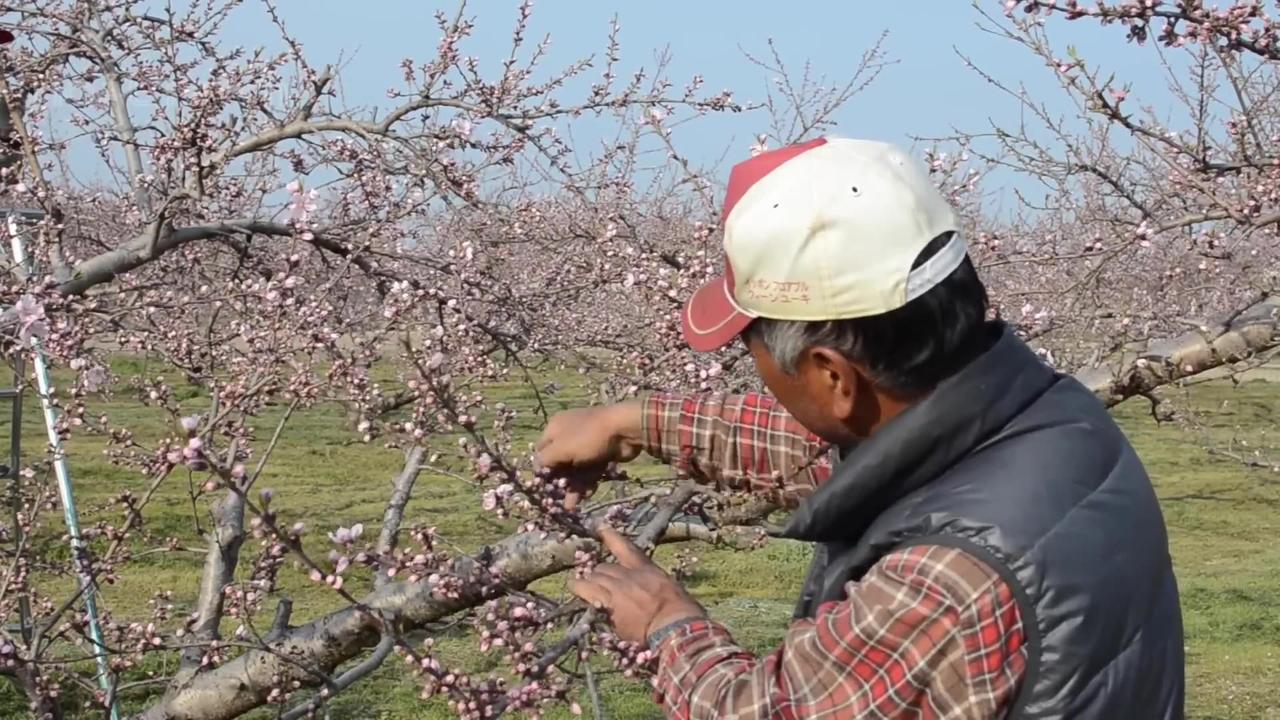 World's Most Expensive Peaches - Japan - One News Page VIDEO