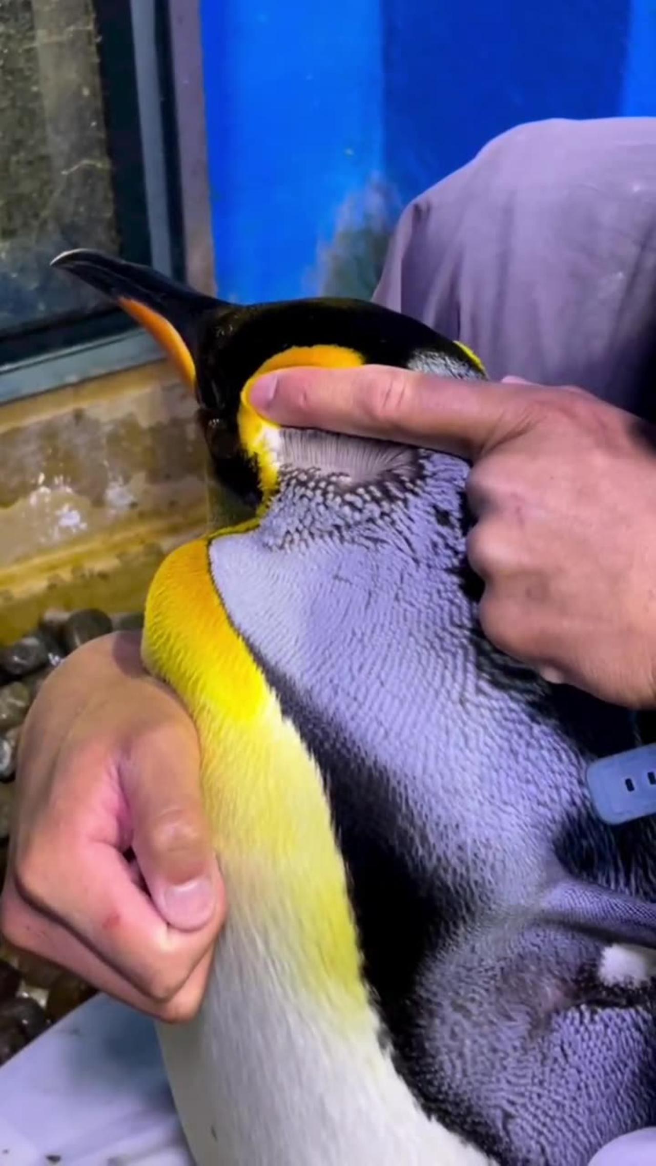 Penguin feather cover - One News Page VIDEO
